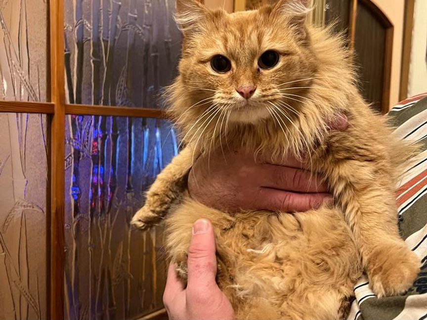 Красивая рыжая кошечка ищет дом