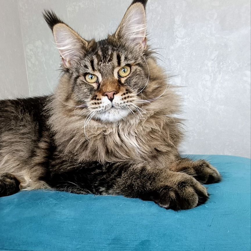 Мейн-кун кот Ролекс n25