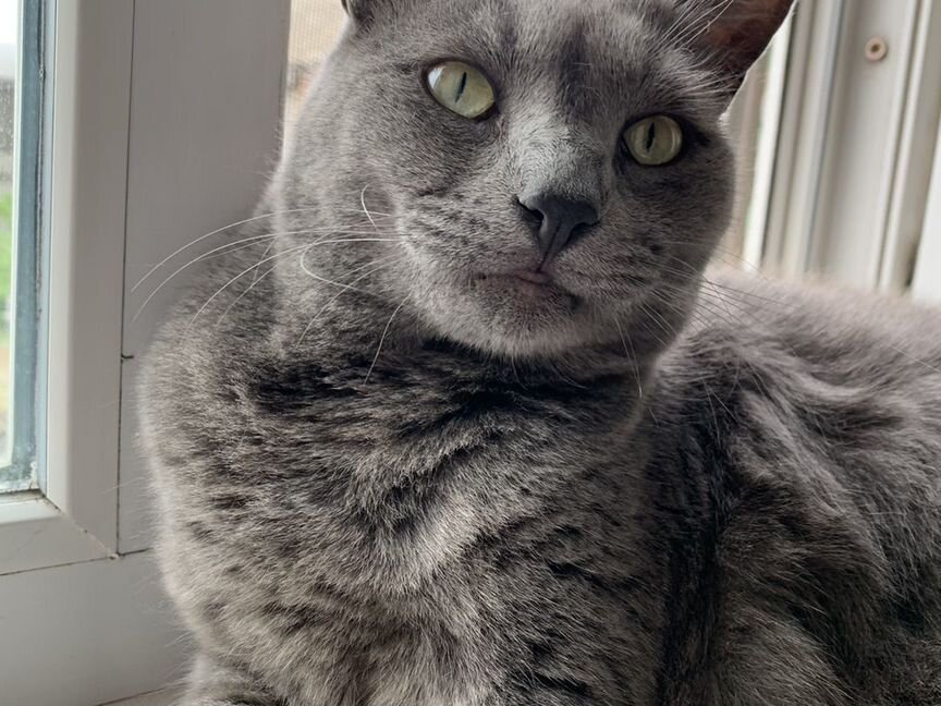 Русская голубая (без документов)