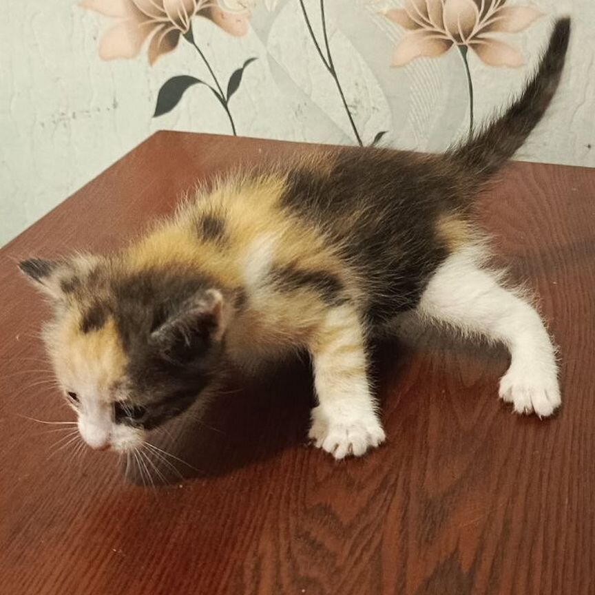 Котенок