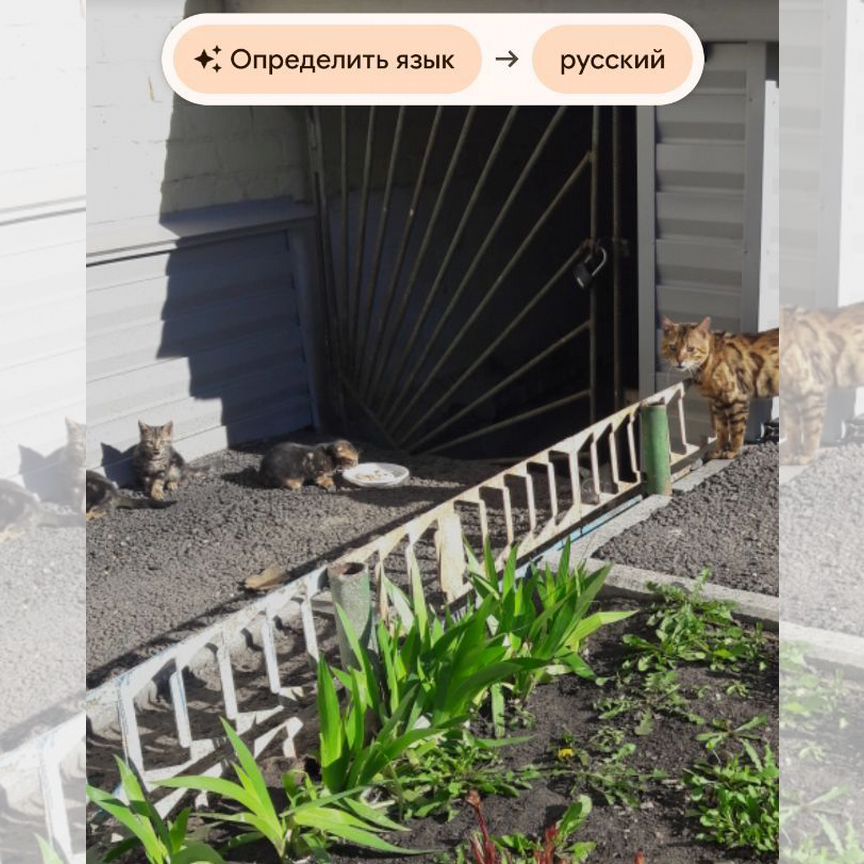 Отдам в добрые руки