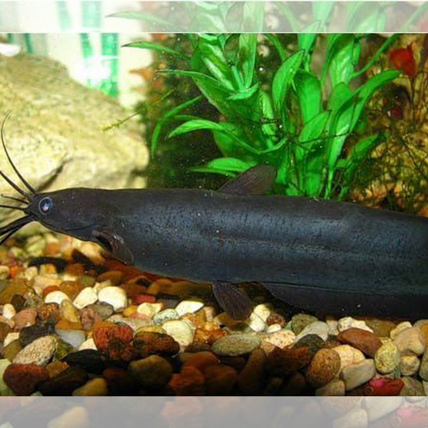 Продам сома мешкожаберного