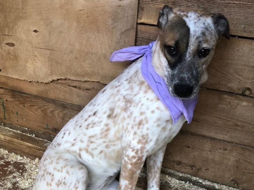 Приют не место для такой красотки