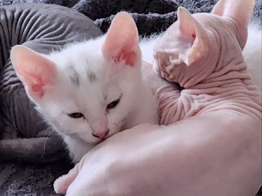 Котята сфинкс