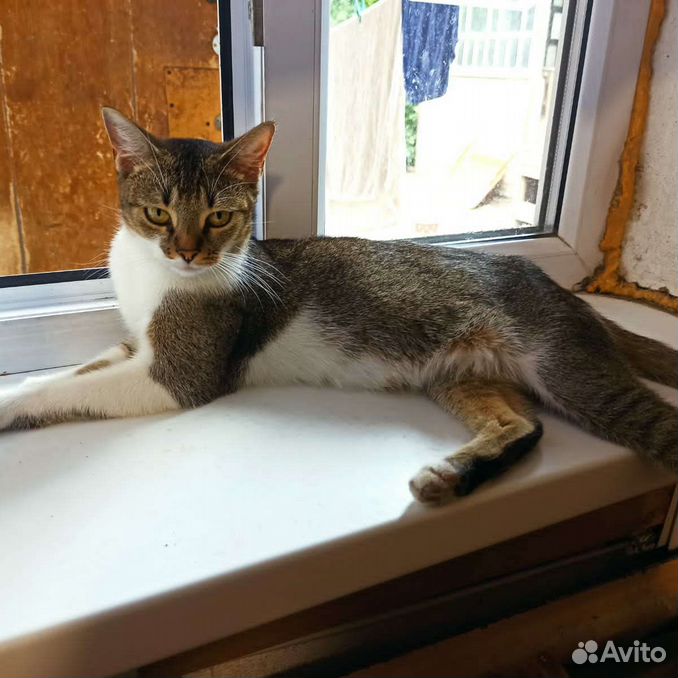 Абесинские котята,к туалету приучены