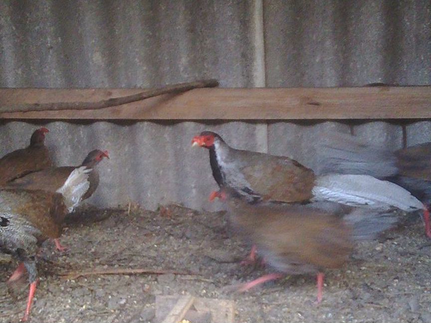 Фазаны серебро