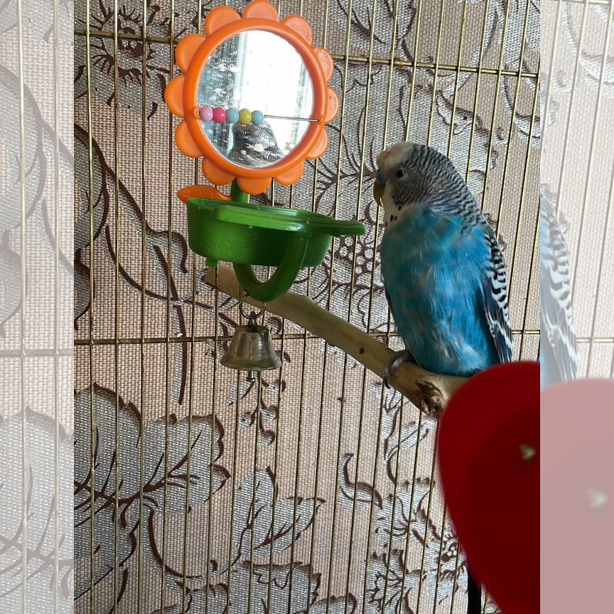 Волнистый попугай парочка