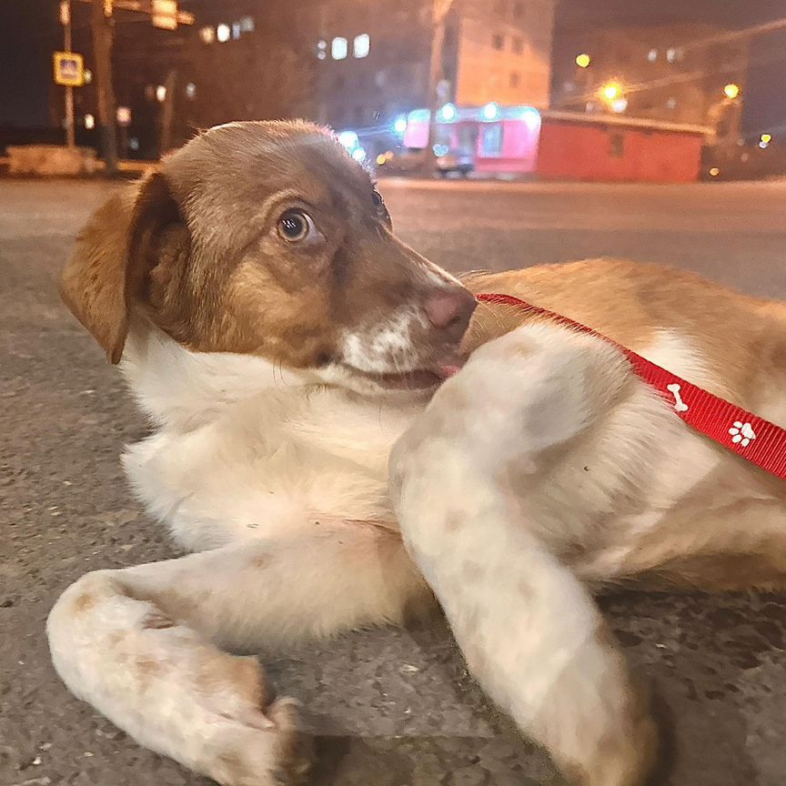 Щенок Гуффи ищет дом