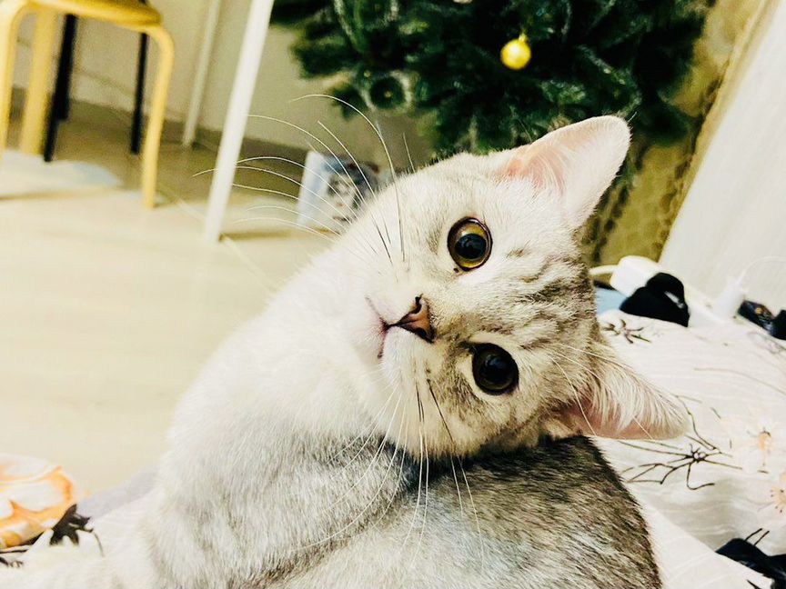 Британские коты вязка