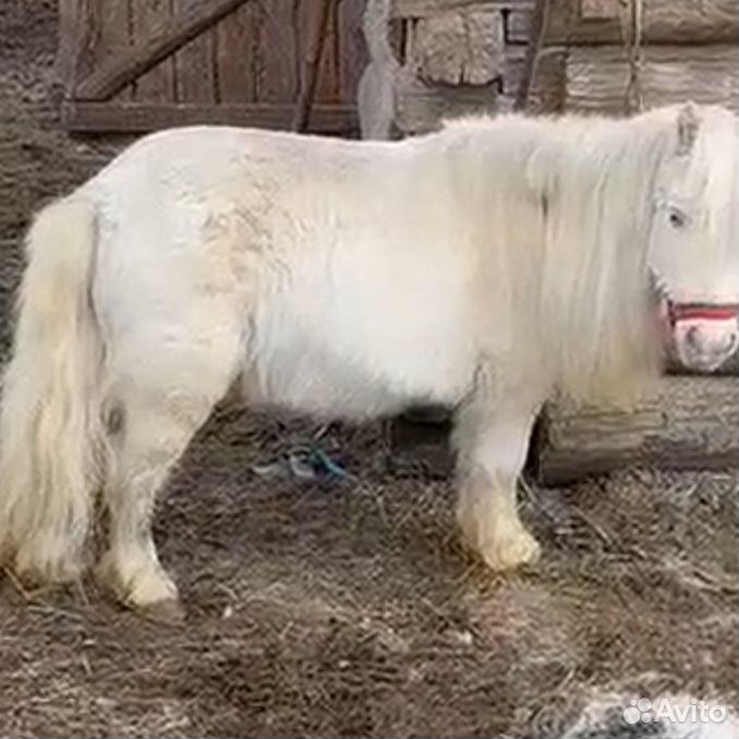 Пони и мини шетти