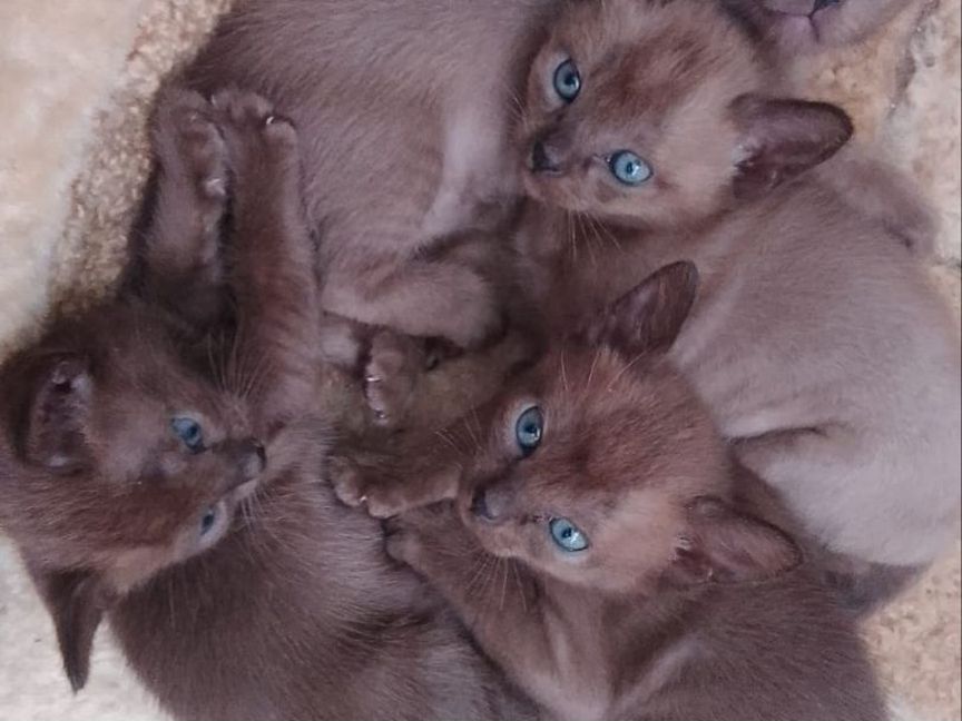 Бурма. Малыши