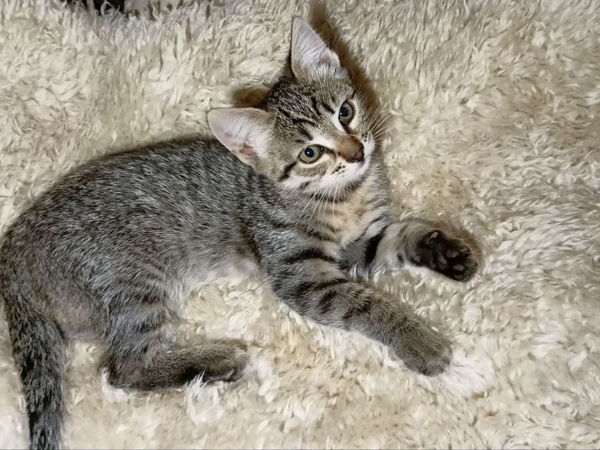 Девочка 2,5 мес