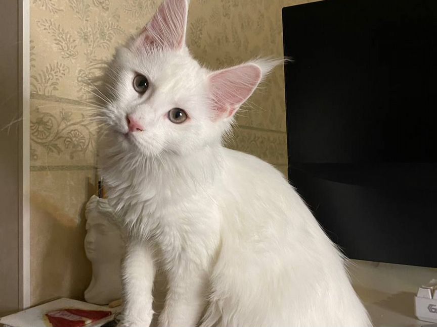 Котёнок Меин-кун