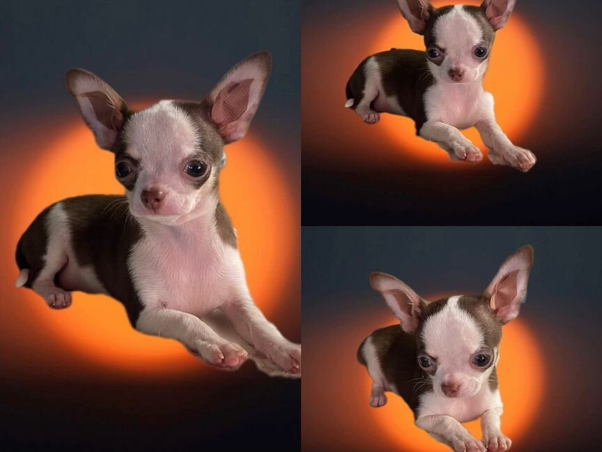 Чихуахуа мальчик зайчик