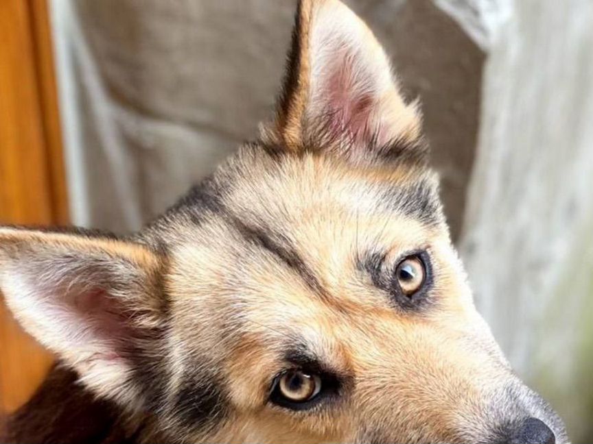 Собачка девочка в добрые руки. Стерильна