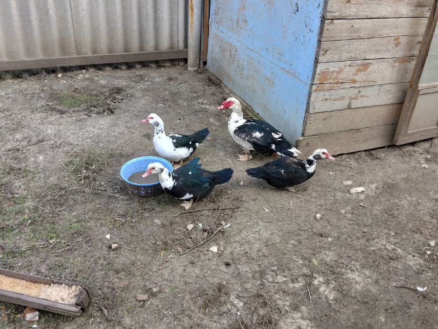 Продам уток шипунов