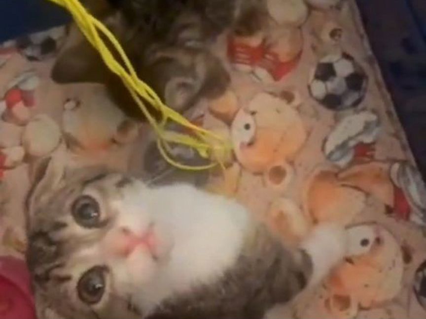 Вислоухий котенок мальчик 2,5 мес
