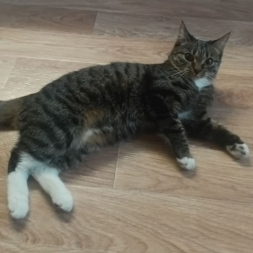 Котёнок в добрые руки