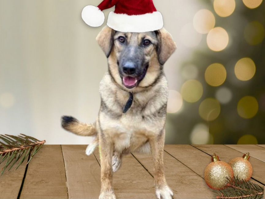 Собака в добрые руки