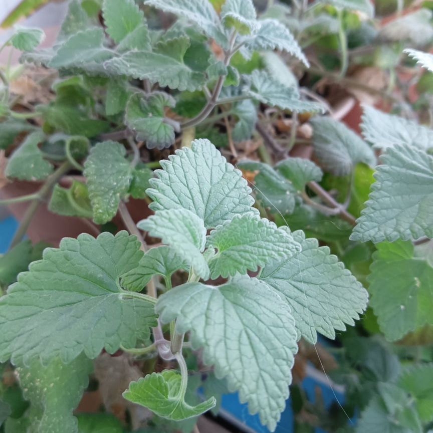 Кошачья мята (котовник)