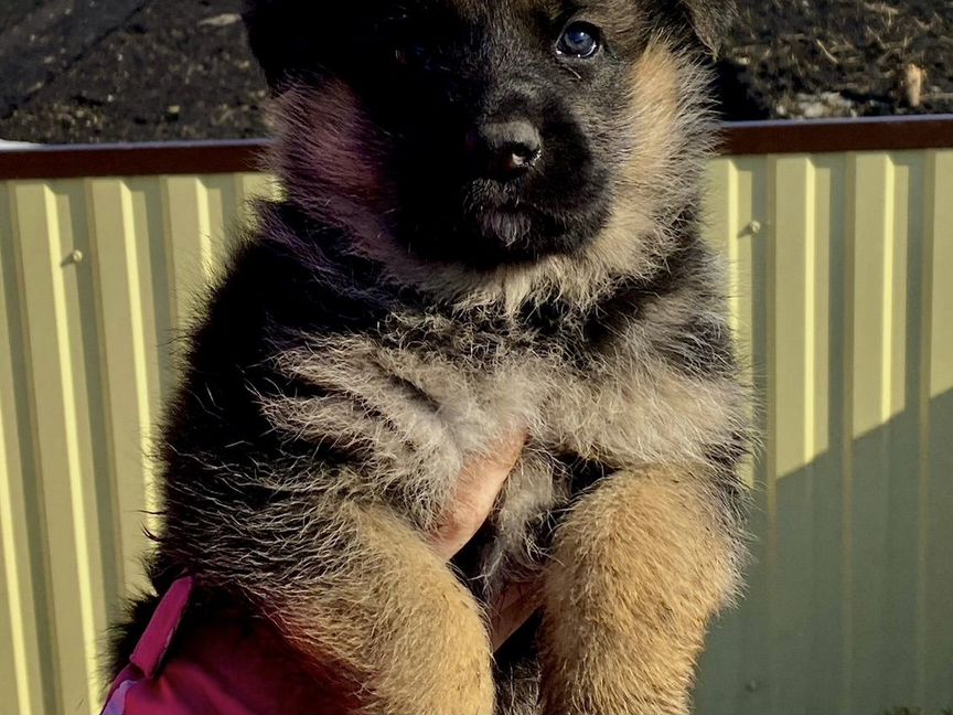 Щенки овчарки