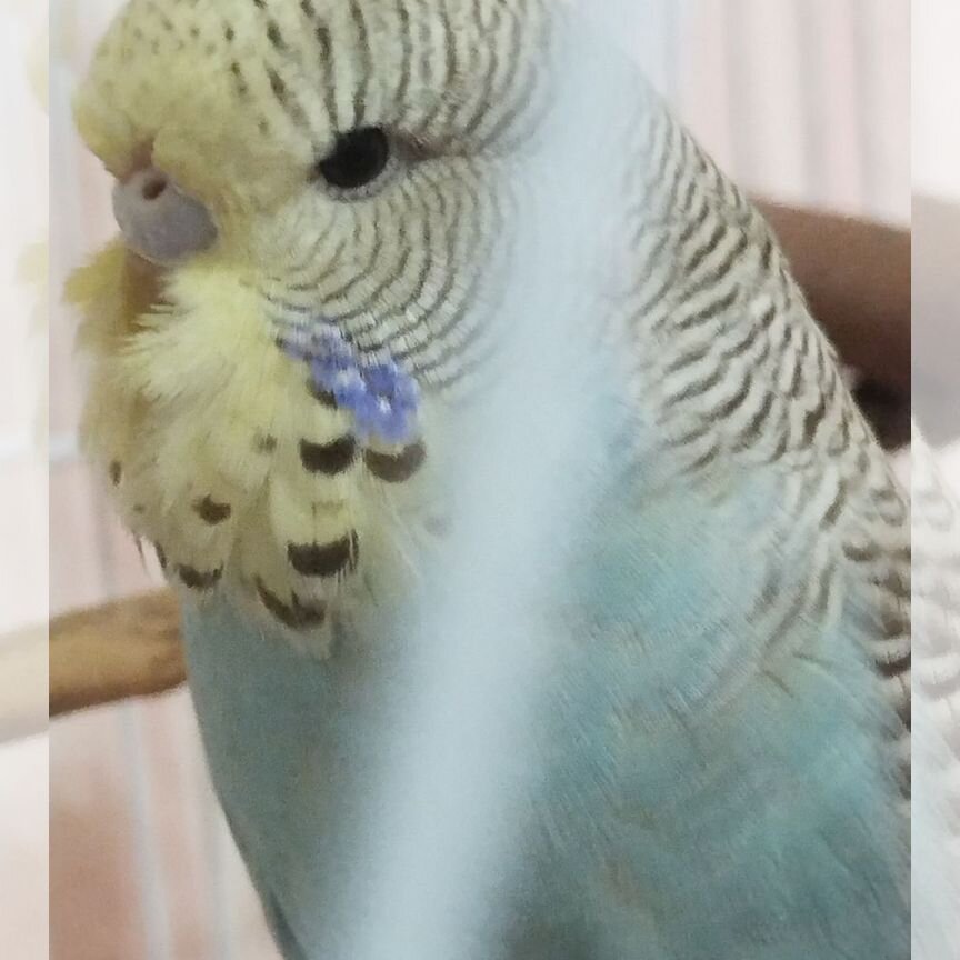 Попугай чех самка