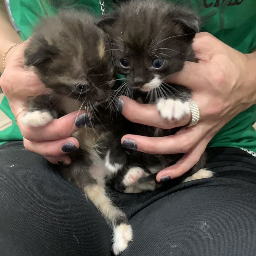 Котята в добрые руки 1 месяц веслоухая шатланка