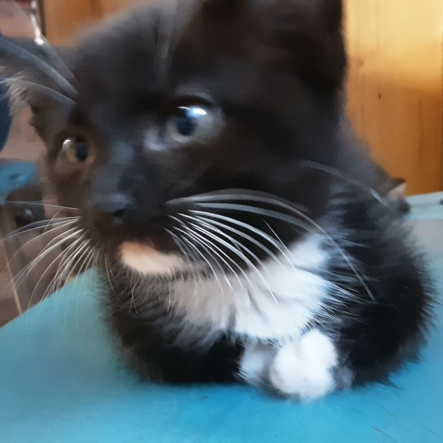 Котёнок в добрые руки