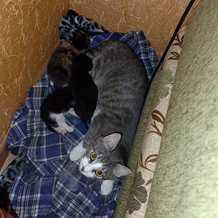 Котята в добрые руки