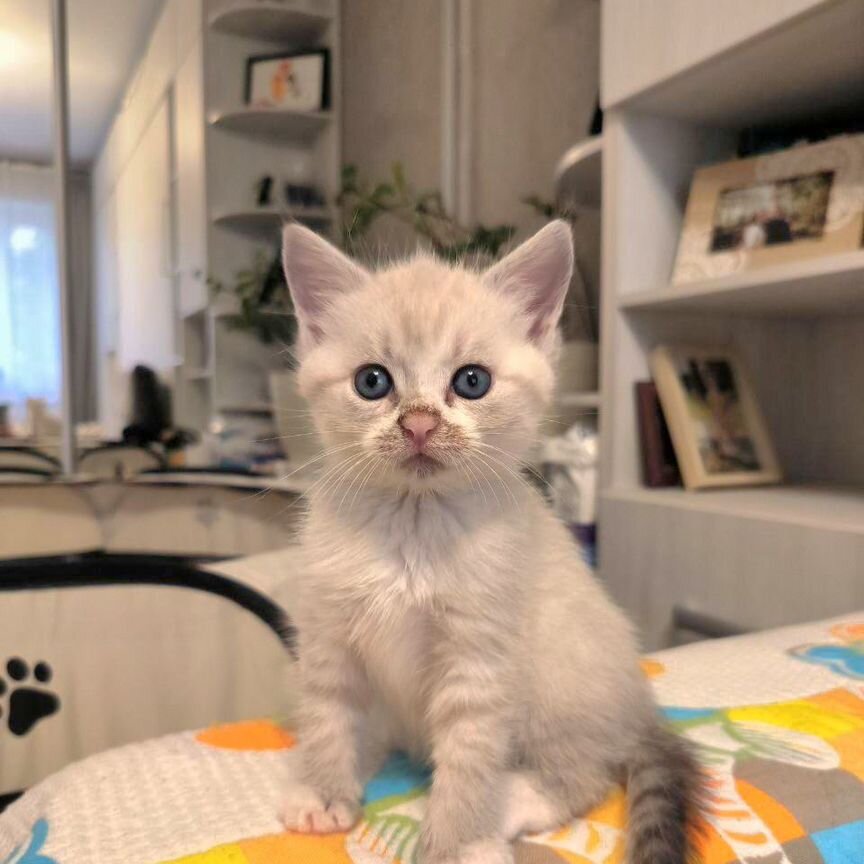 Котенок в добрые руки