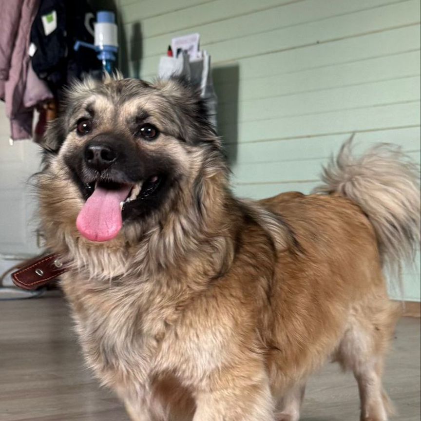 Собака в добрые руки отдам бесплатно Тоби