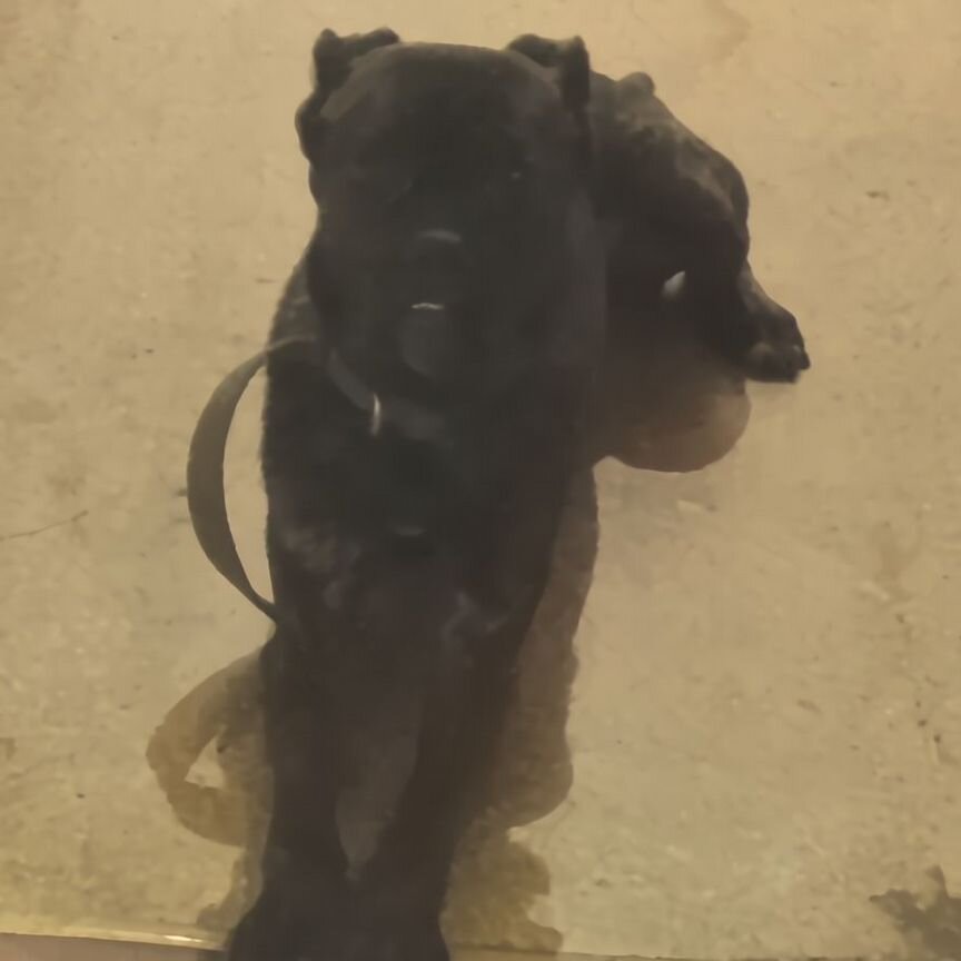 Кане-корсо, щенок