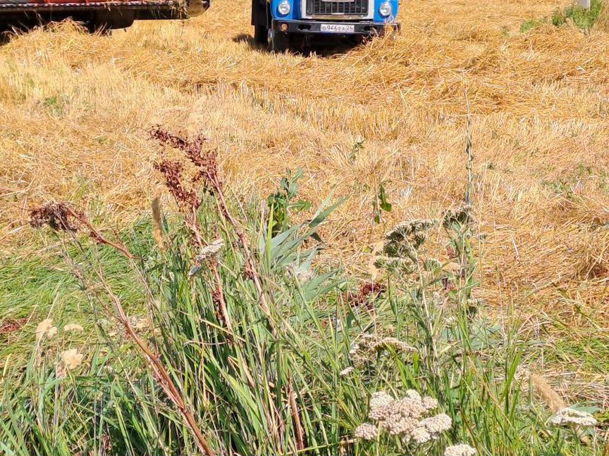 Зерно овес Очищенный