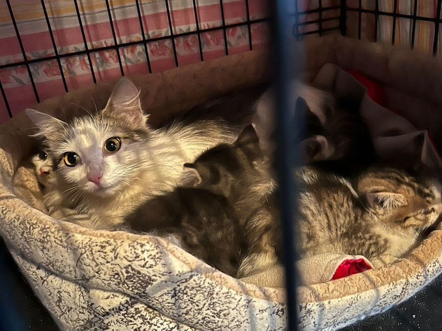 Дом для Маруси