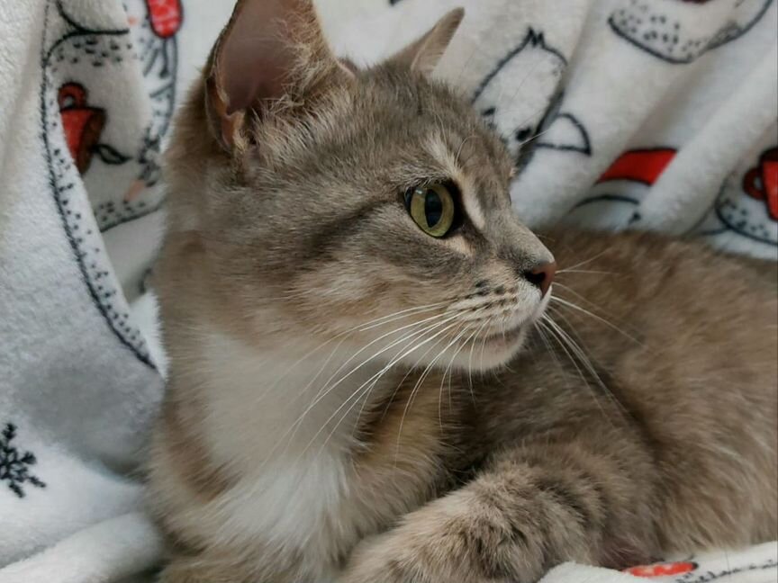 Отдам кошку