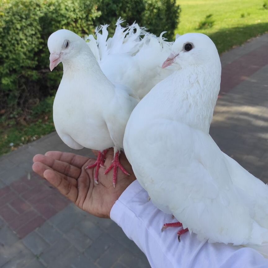 Голуби павлины