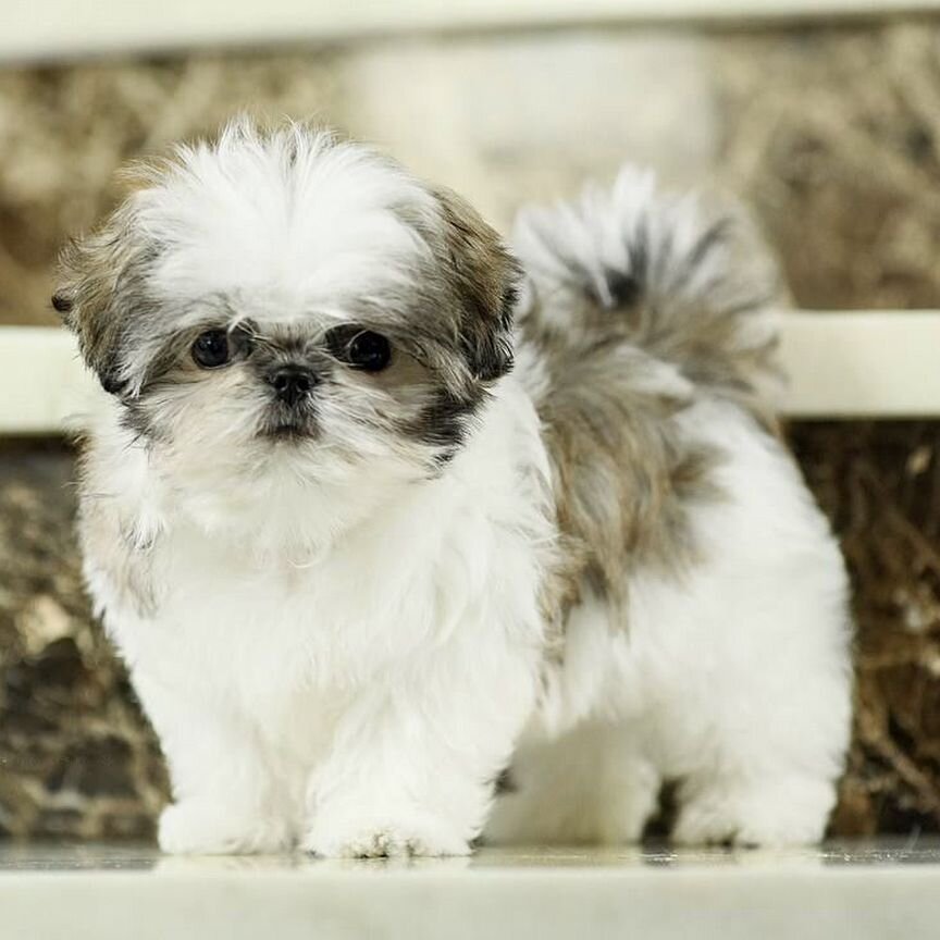 Ши-тцу, щенок