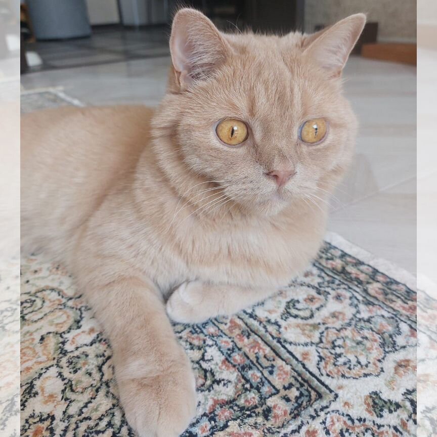 Шотландский прямоухий короткошёрстный, взрослый кот