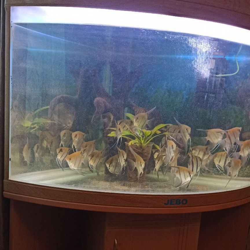 Аквариум с тумбой jebo