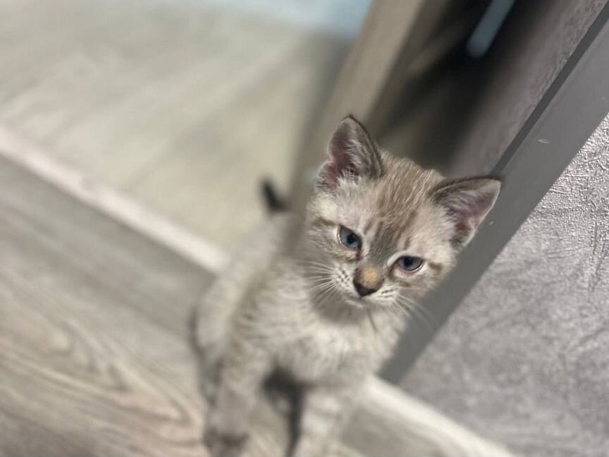 Кошка