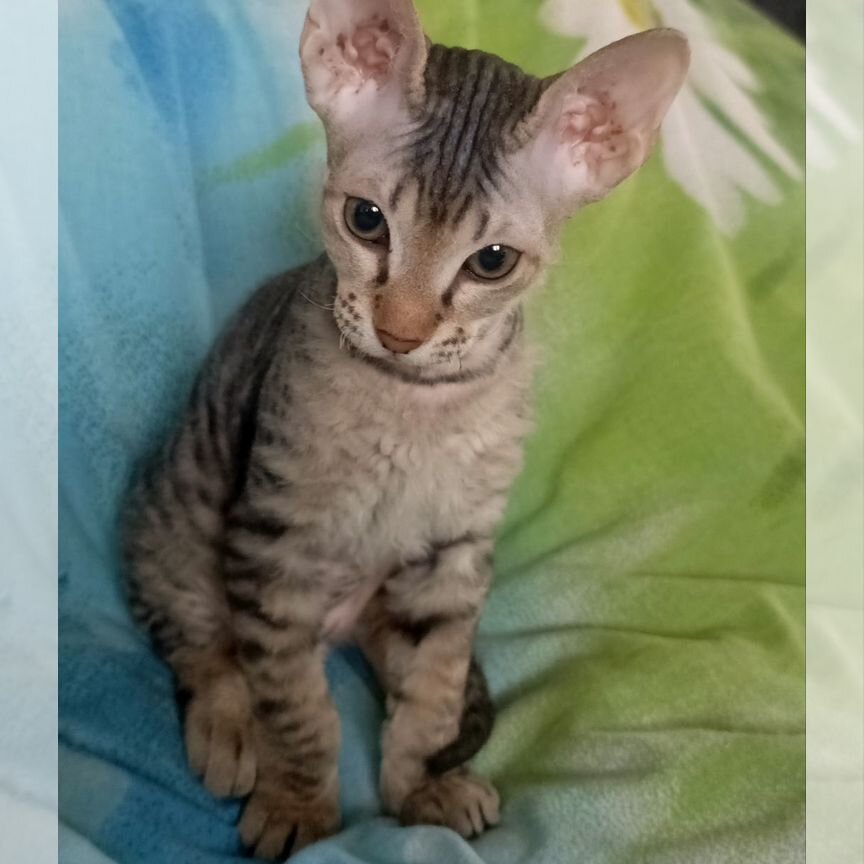 Донской сфинкс котёнок
