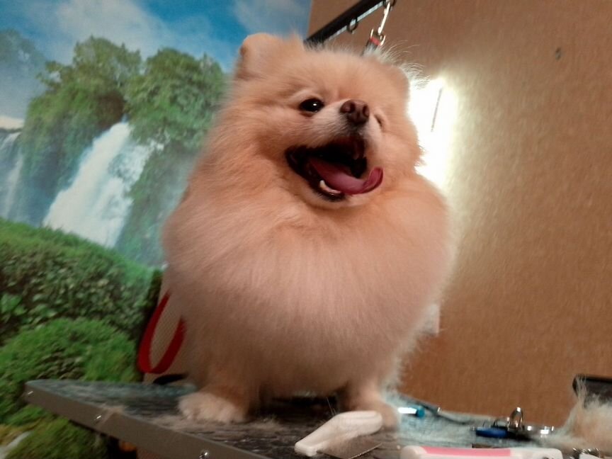 Шпиц модель на конкурс