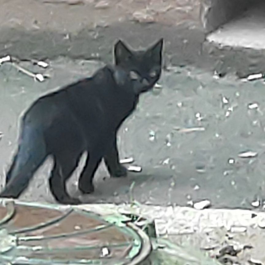 Бездомные котята ищут дом или передержку