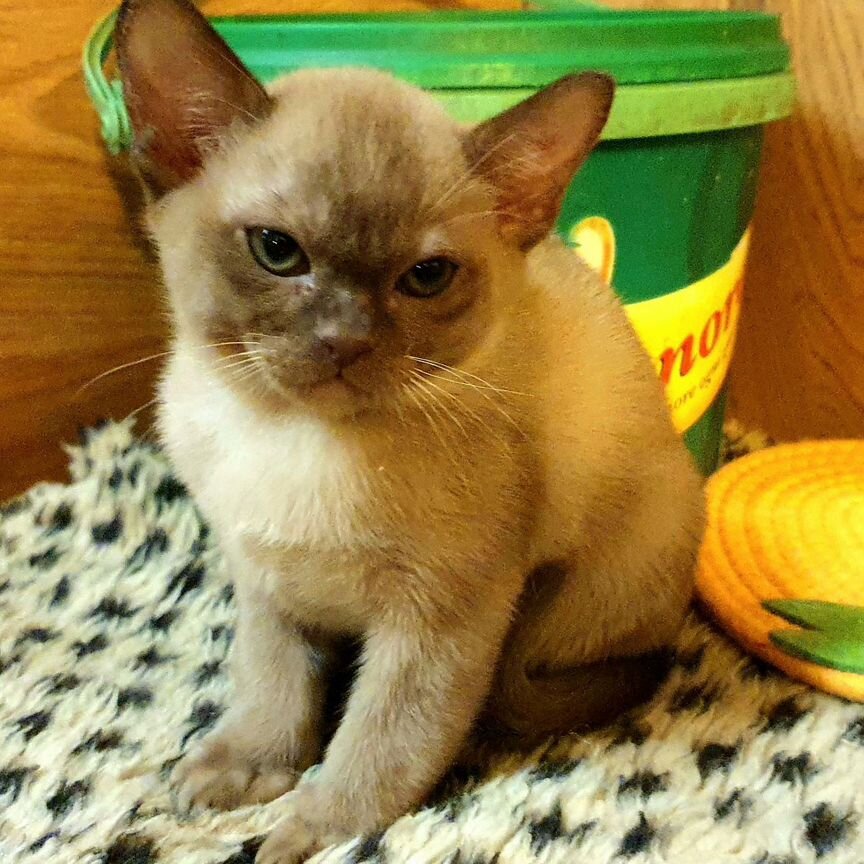 Бурманские котята