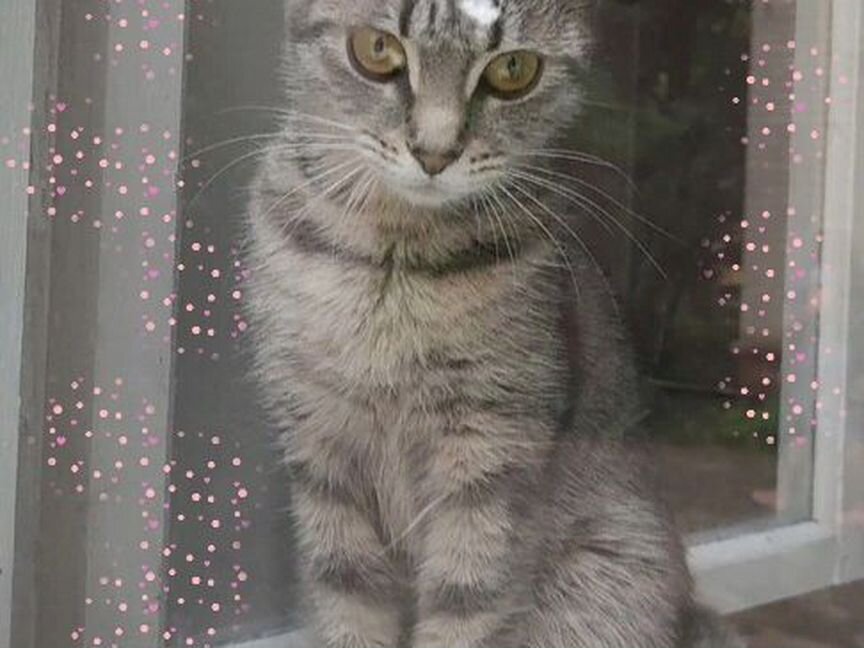 Вислоухая кошечка ищет дом