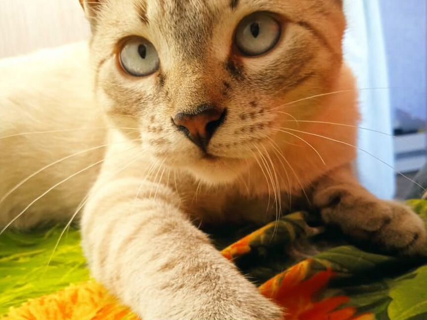 2 молодых котика