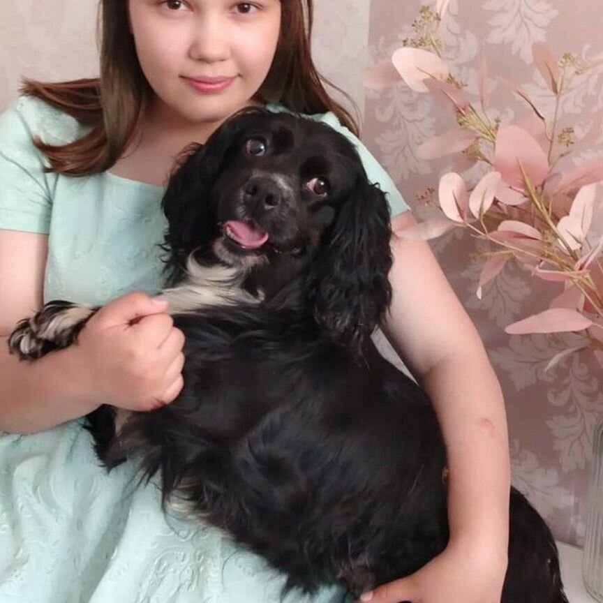 Спаниелька Кудряшка ищет дом