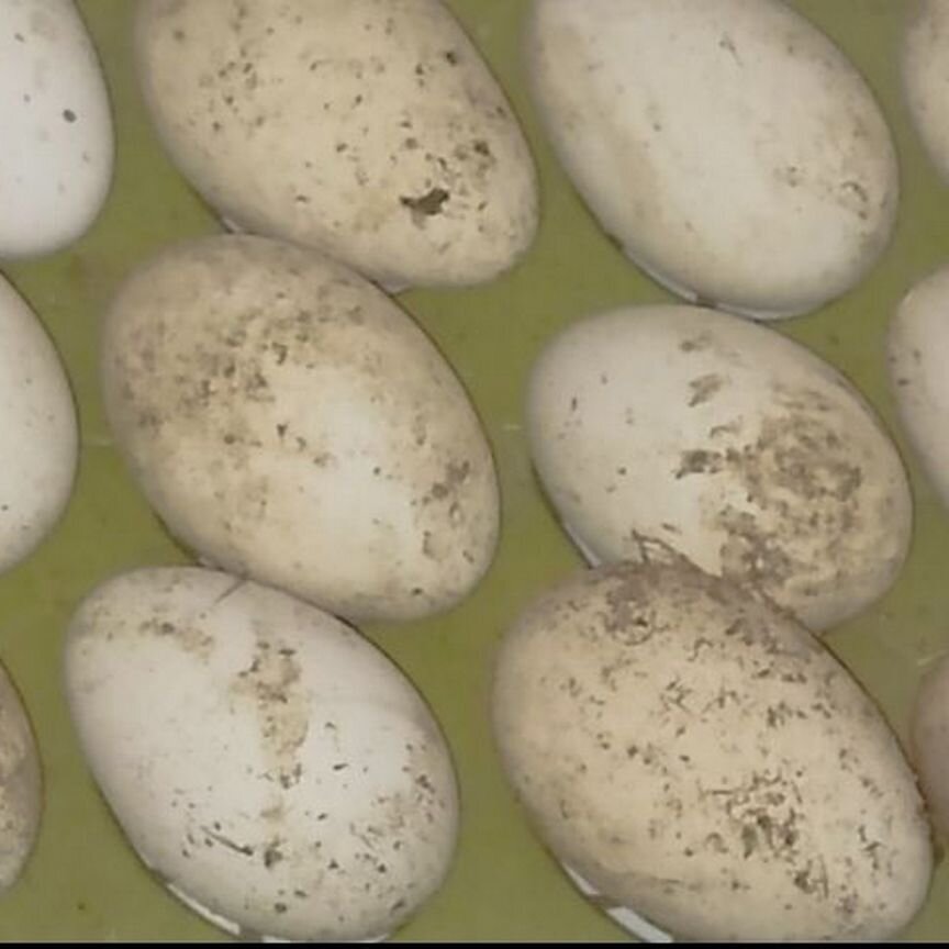 Яйцо гусиное