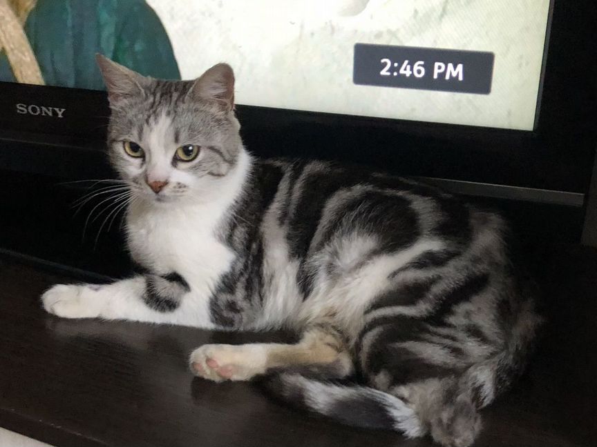 Особенная кошечка