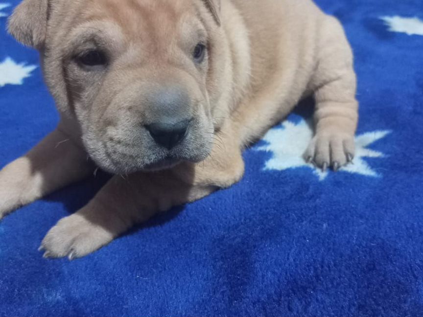 Продажа щенков шарпей